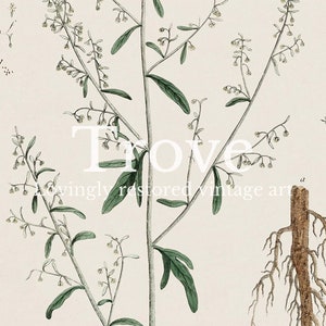 Vintage Wormwood Botanical Drawing Illustration, Neutral Floral Art ...