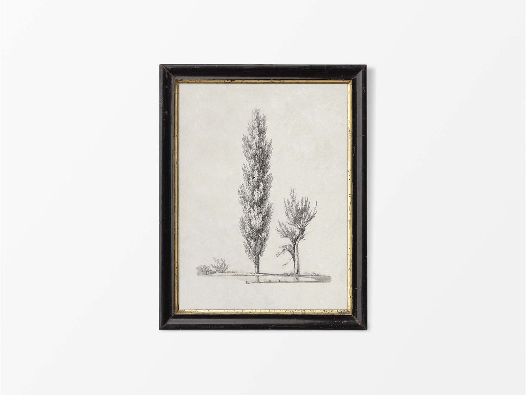 Neutral Vintage Poplar Willow Tree Drawing, Minimalist Antique Sketch ...