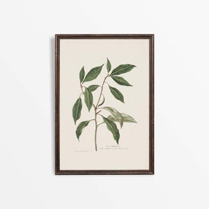 Vintage Camphor Tree Botanical Drawing, Antique Leaves Still Life ...