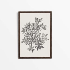 Antique Oak Tree Botanical Drawing, Vintage Leaf Still Life Sketch ...