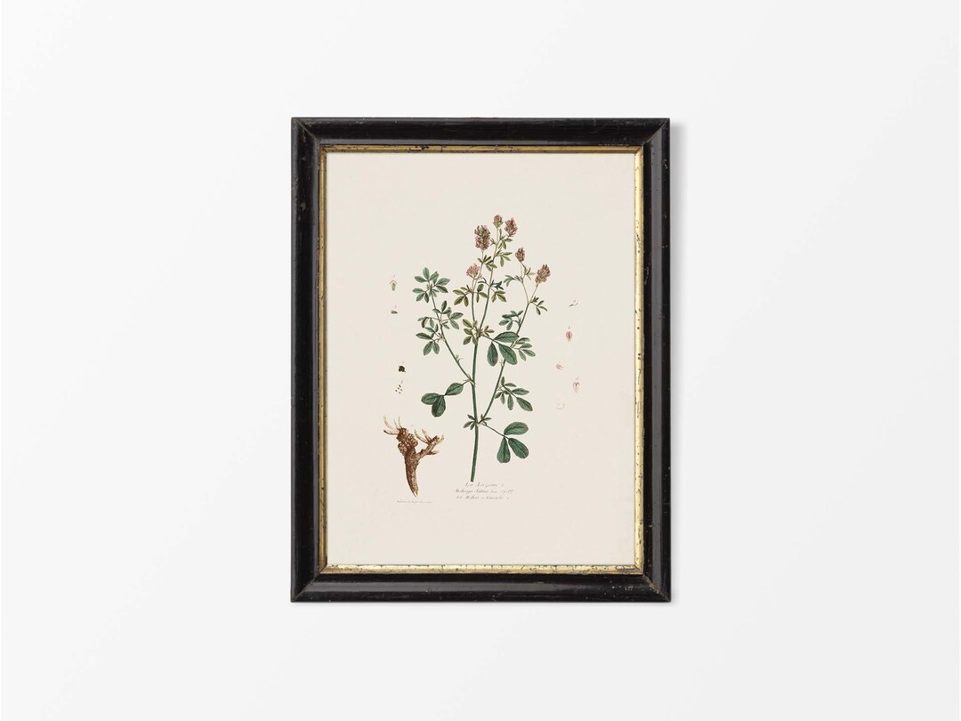 Vintage Alfalfa Botanical Drawing Illustration, Neutral Floral Wall Art ...