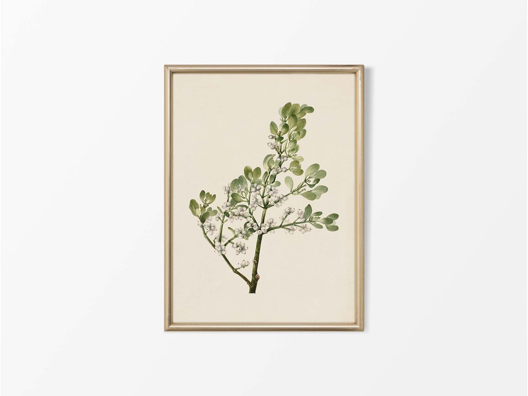 Vintage Mistletoe Watercolour Painting, Antique Botanical Christmas ...