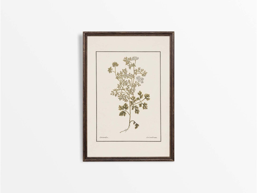 Vintage Coriander Cilantro Botanical Painting, Antique Still Life ...