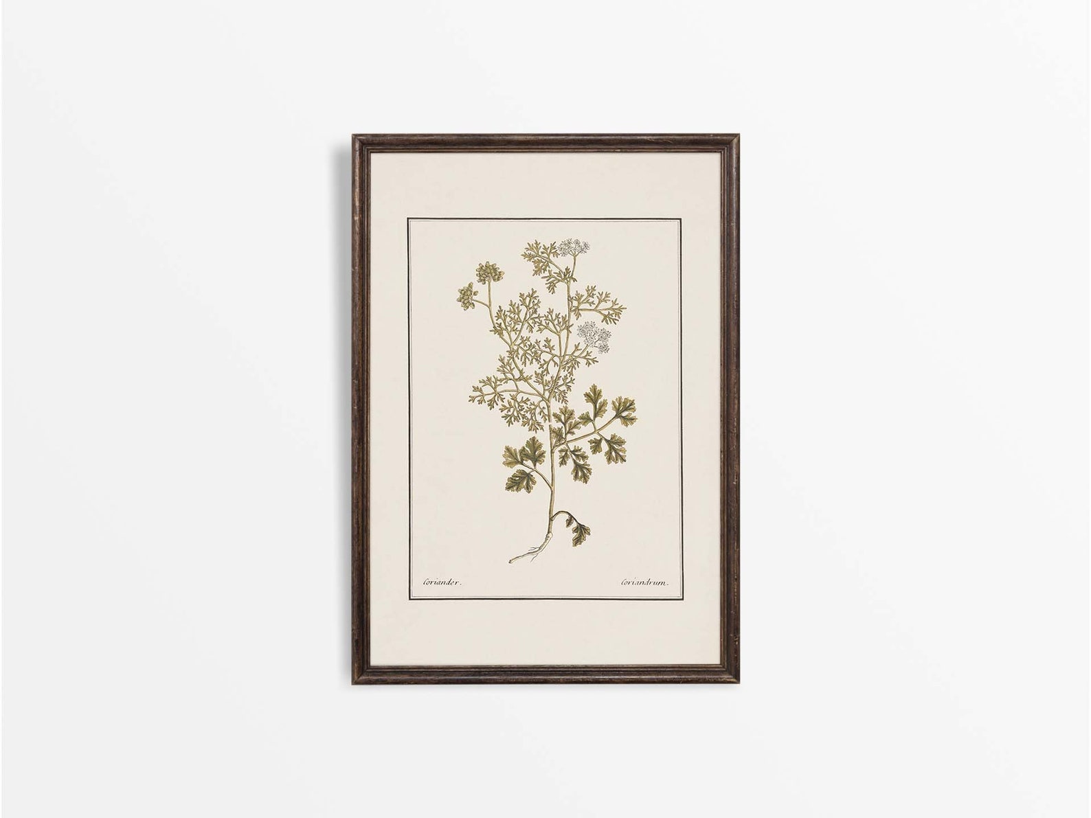 Vintage Coriander Cilantro Botanical Painting, Antique Still Life ...