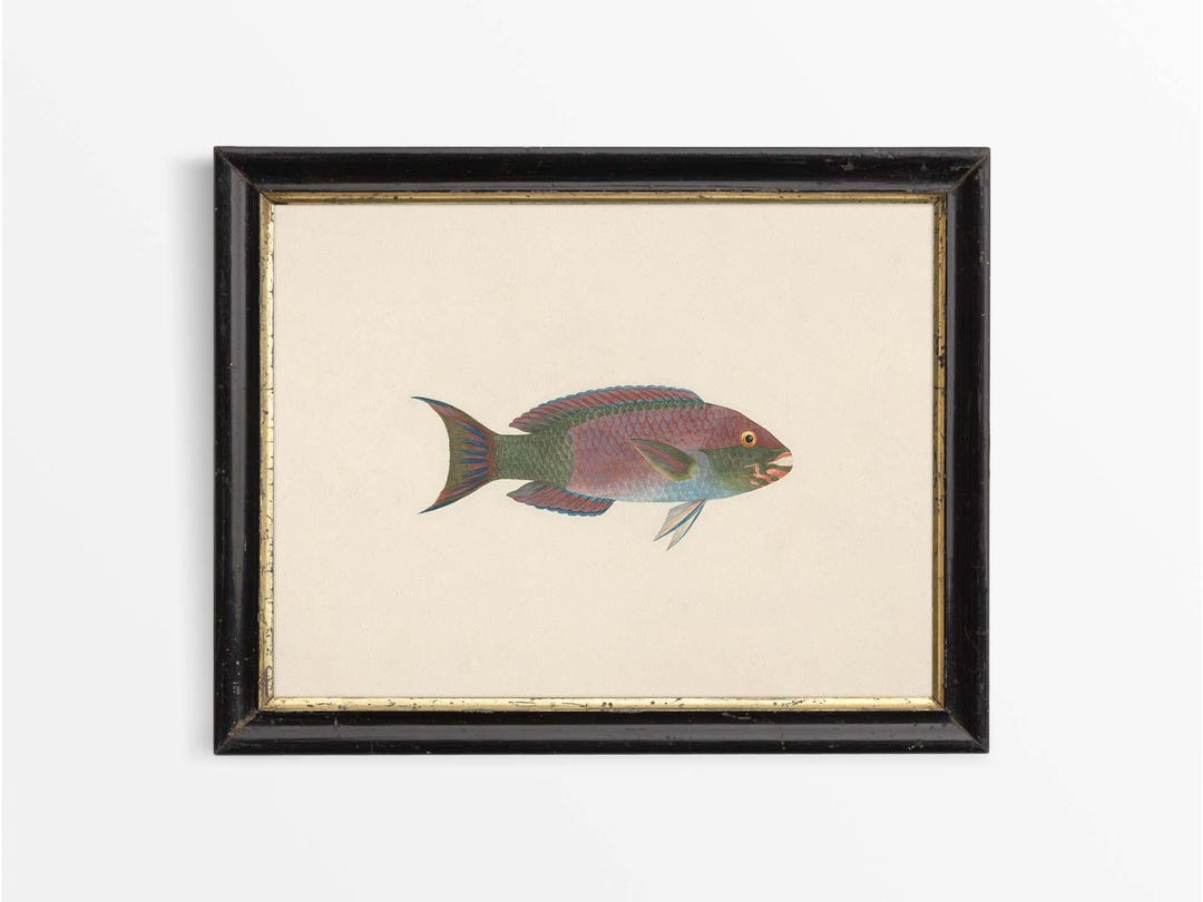 Antique Fish Illustration, Neutral Vintage Coastal Wall Art, Rustic ...