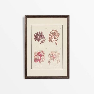 Seaweed Botanical Drawing, Vintage Coastal Wall Art, Antique Still Life ...