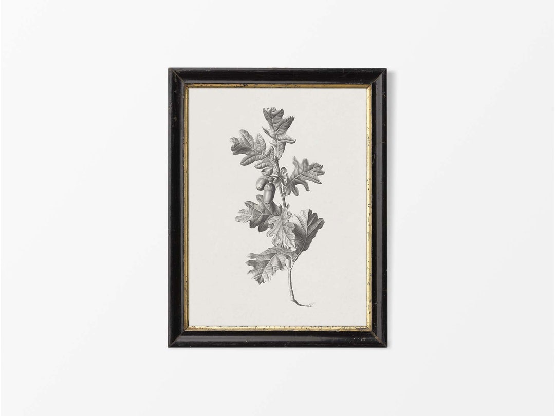 Antique Oak Tree Botanical Drawing, Vintage Acorn Still Life Sketch ...