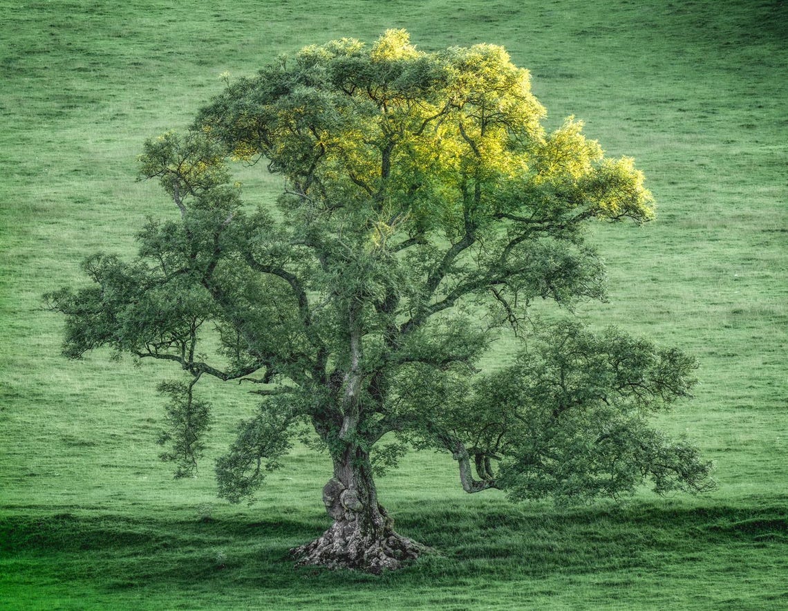 Elegant Ash Tree, Aged Ash Tree, Vibrant Ash Tree in Last Light, Serene ...