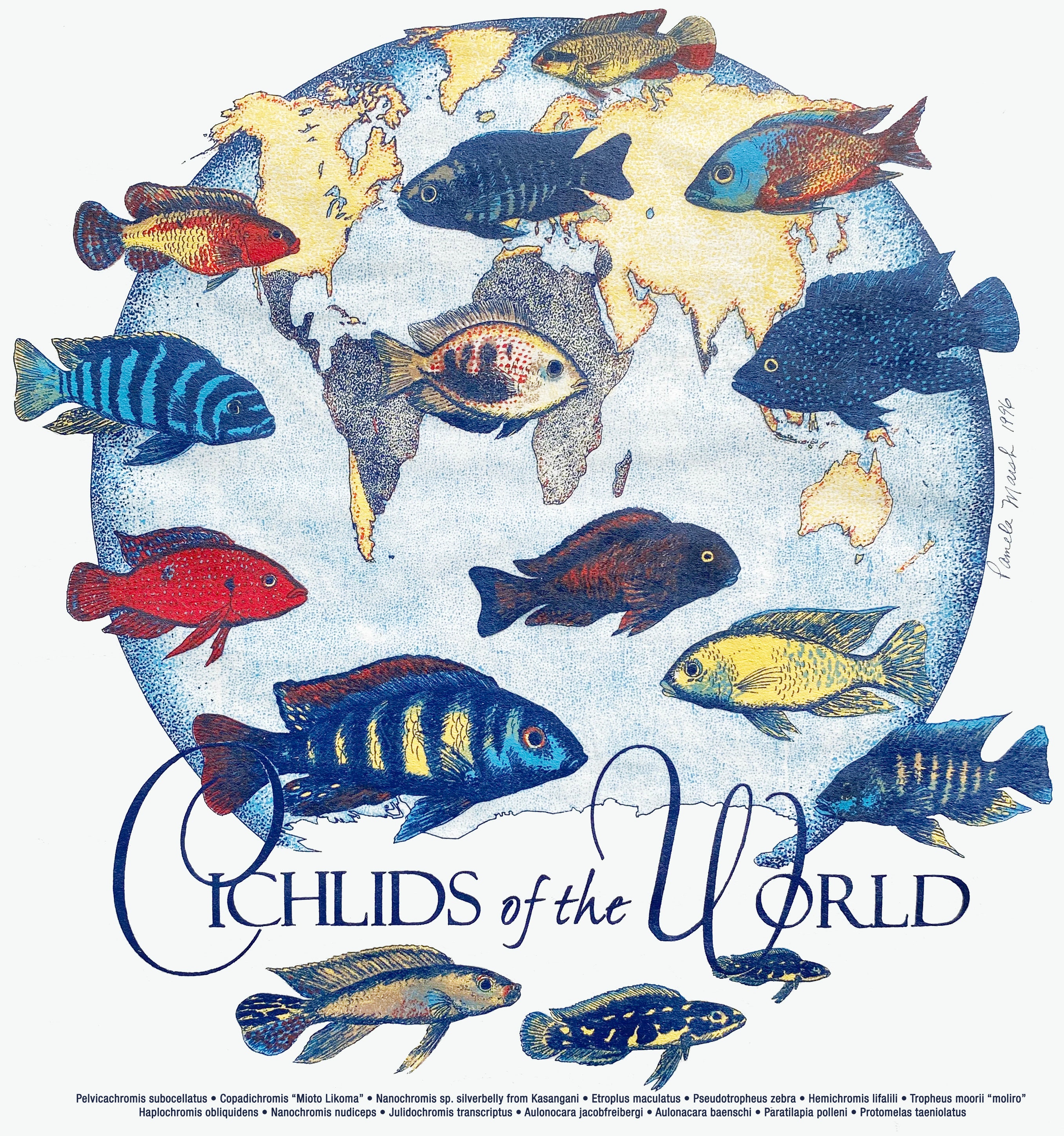 Moliro Moorii Cichlid