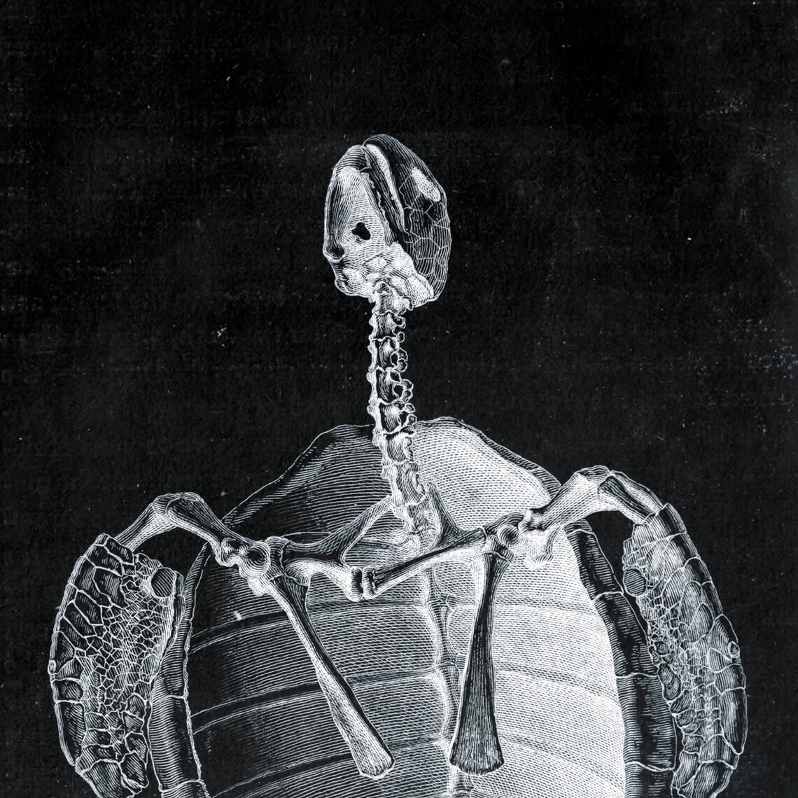Turtle Skeleton Reproduction Art Print, Animal Anatomy, Anatomy of the ...