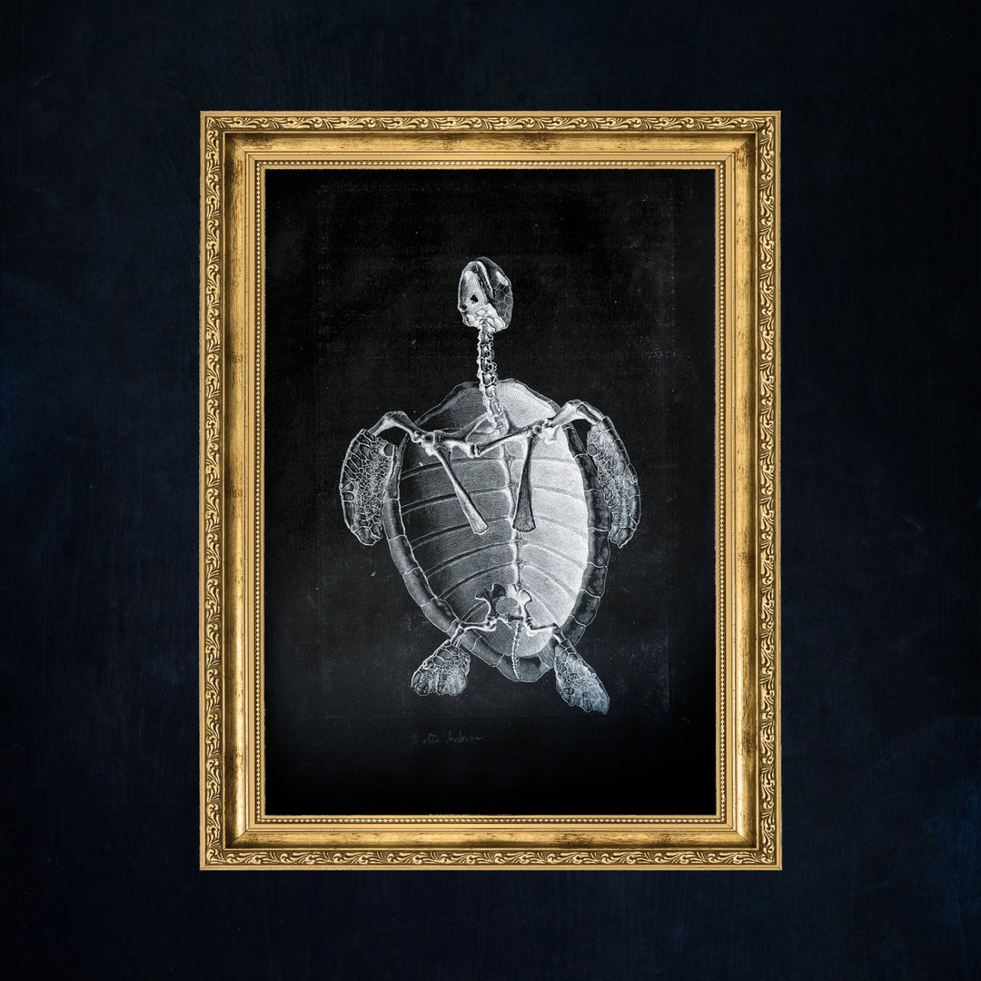 Turtle Skeleton Reproduction Art Print, Animal Anatomy, Anatomy of the ...
