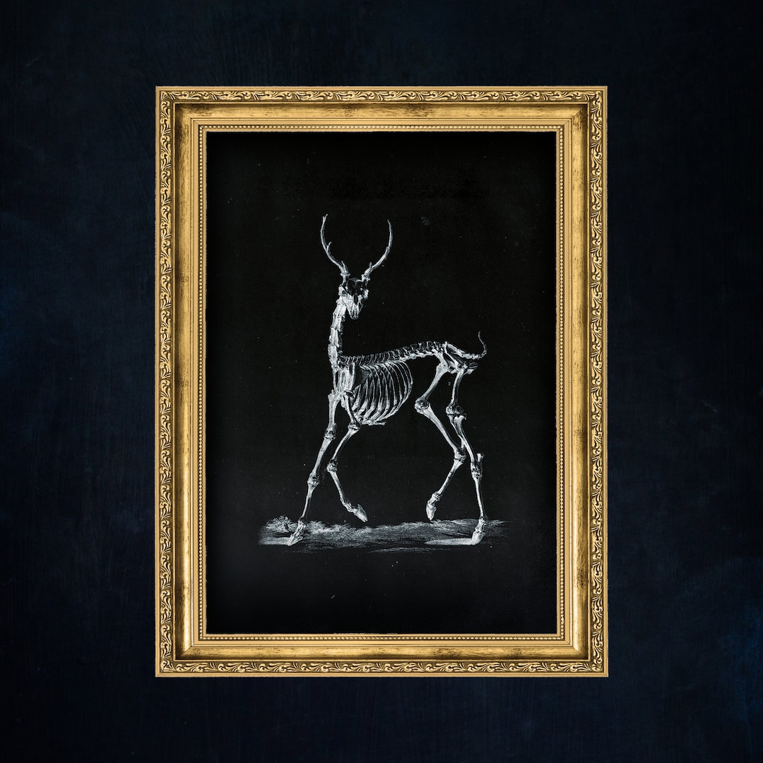 Deer Stag Skull Reproduction Art Print, Animal Anatomy, Anatomy of the ...