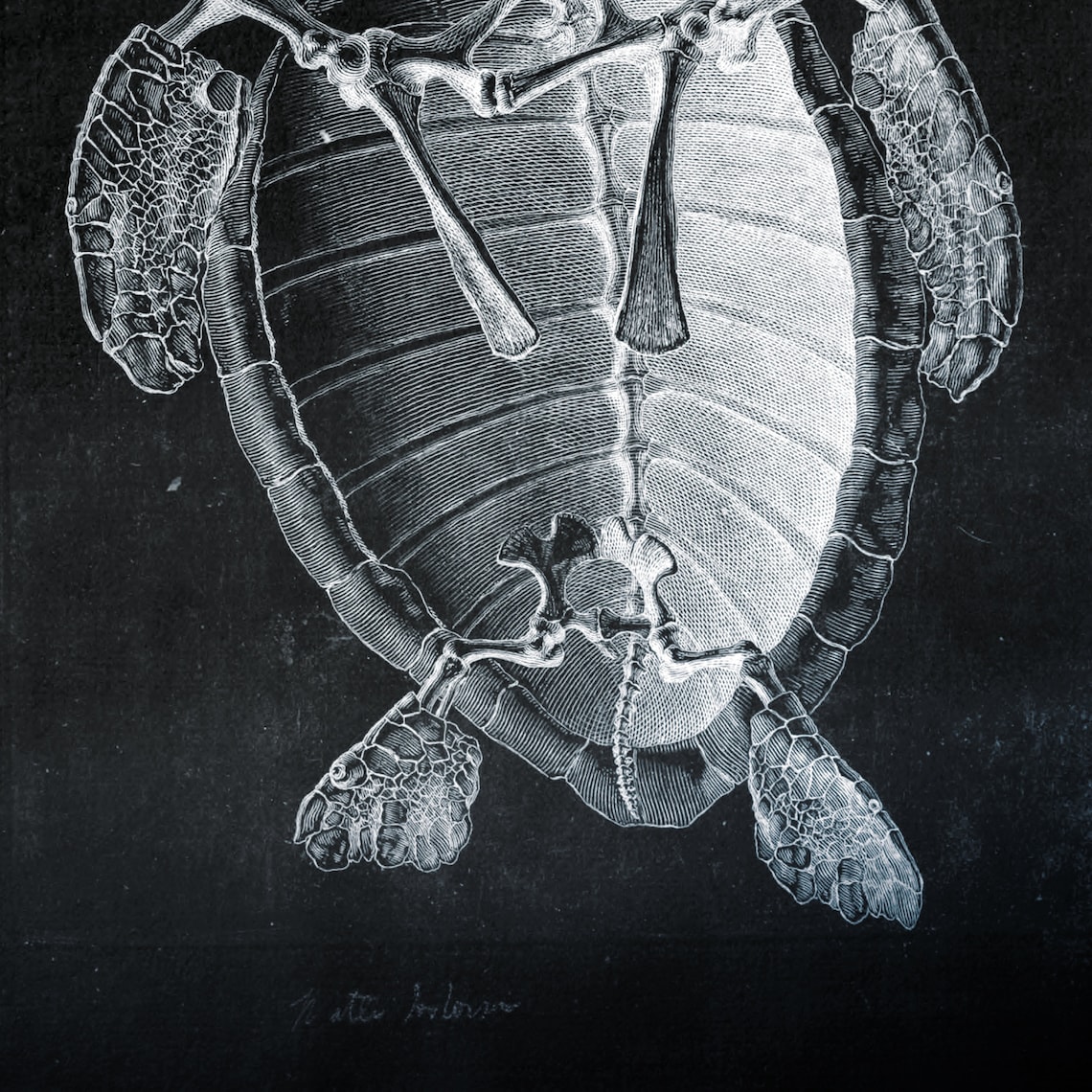 Turtle Skeleton Reproduction Art Print, Animal Anatomy, Anatomy of the ...