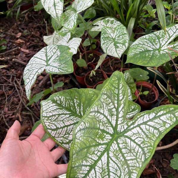 Caladium Bulbs - Etsy