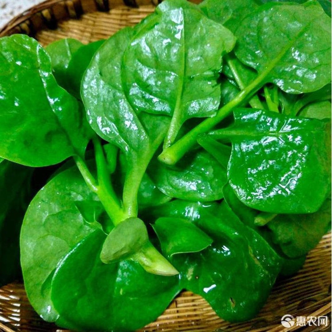 Malabar Spinach Mong Toi Poi Sang Ceylon Seeds, Easy Grow 5g 大叶木耳菜 3-8 ...