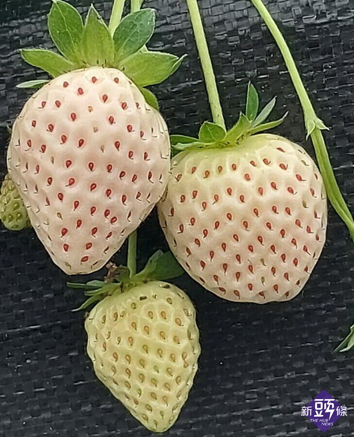 Pineberry Seeds