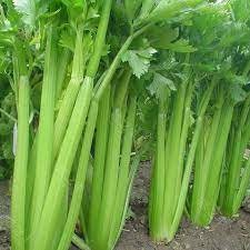 实芹一号 Celery Seeds Kin-tsai Kunchoy Qincai Kinchay - Etsy