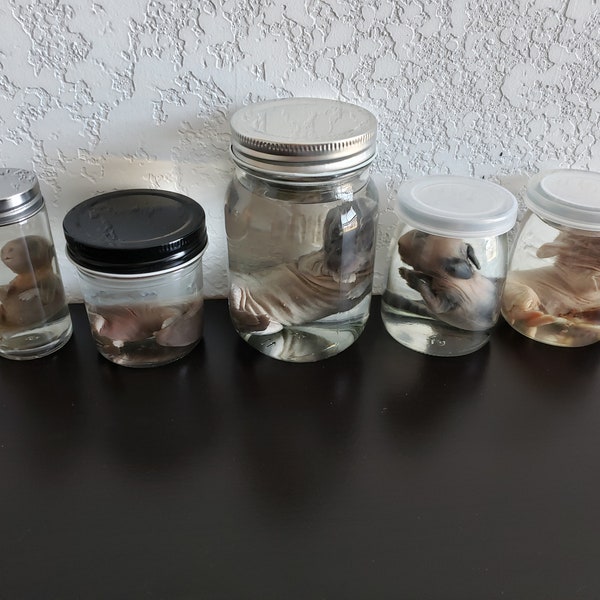 Wet Specimens - Etsy