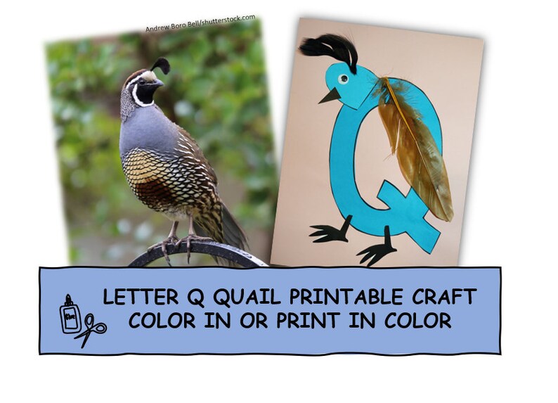 Letter Q Quail Printable - Color in or Print in Color - Cut and Paste ...
