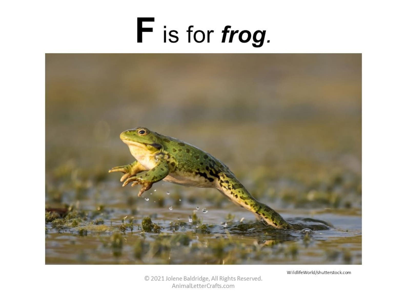 Letter F Frog Printable for Classroom - Cut and Paste Alphabet Craft ...