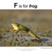 Letter F Frog Craft: Cut and Paste Alphabet Activity (digital Download ...