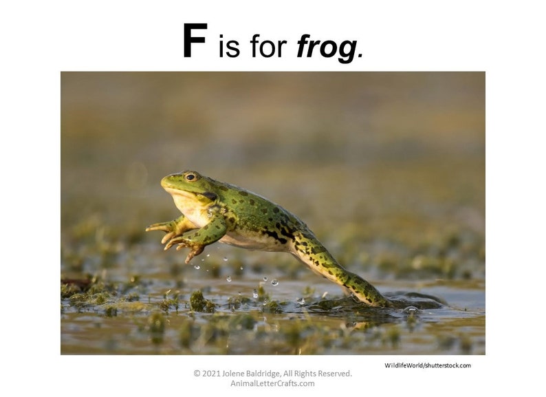 Letter F Frog Craft: Cut and Paste Alphabet Activity (digital Download ...