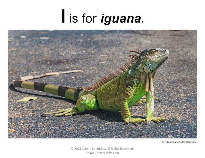 Letter I Iguana Craft: Cut & Paste Alphabet Activity (digital Download ...