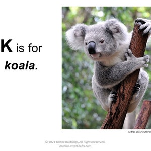 Letter K Koala Craft: Cut and Paste Alphabet Activity (digital Download ...