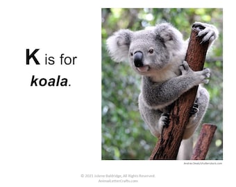 Letter K Koala Printable Color in or Print in Color Cut - Etsy
