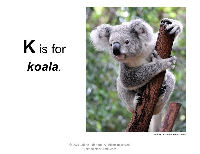 Letter K Koala Printable for Classroom - Cut and Paste Alphabet Craft ...