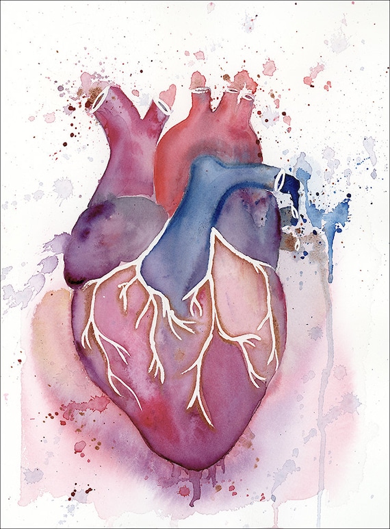 Anatomical Heart Watercolor Print - Etsy