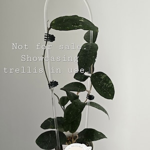 Clear Acrylic Arch Trellis, Arch Plant Trellis, Acrylic U Shaped ...
