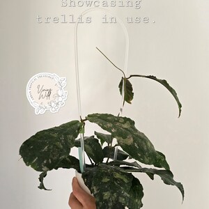 Clear Acrylic Arch Trellis, Arch Plant Trellis, Acrylic U Shaped ...