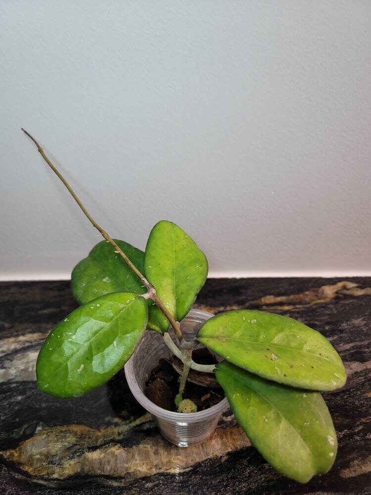 Hoya 6 plant box!! Six different species, individual seedlings, wild cross hybrids - glwec.in