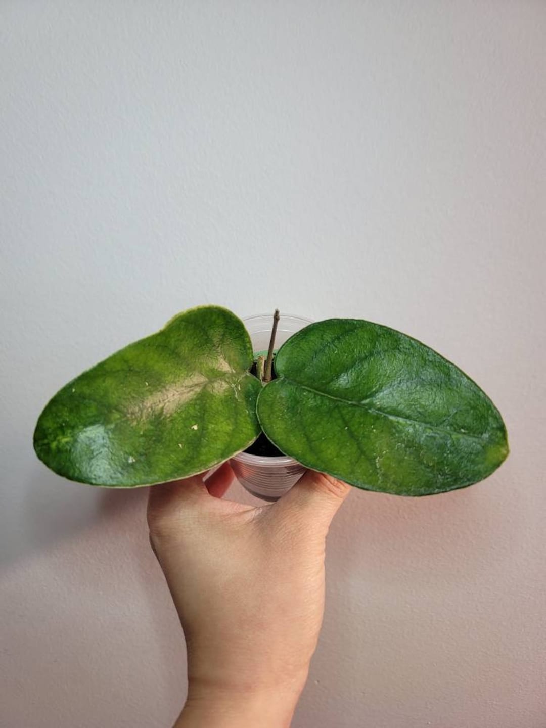 Hoya Sp. Tam Dao Hoya Tam Dao Rare Hoya Large Leaf Hoya - Etsy Canada