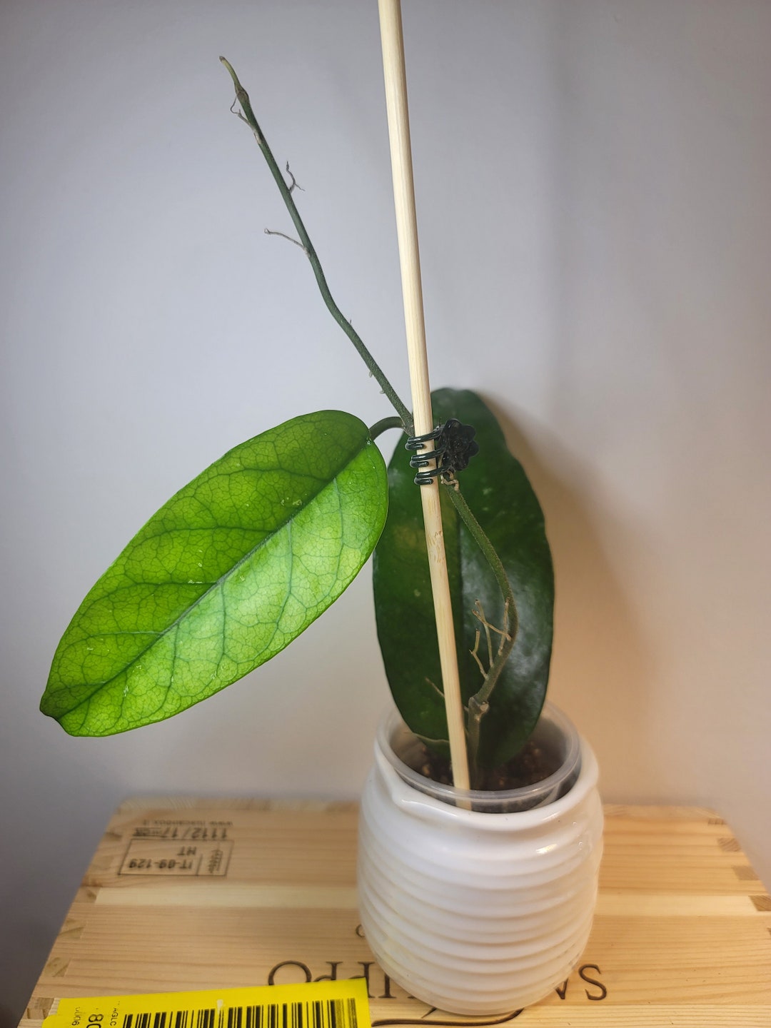 Hoya Sp. Tam Dao, Hoya Tam Dao, Rare Hoya, Large Leaf Hoya, Large Hoya ...