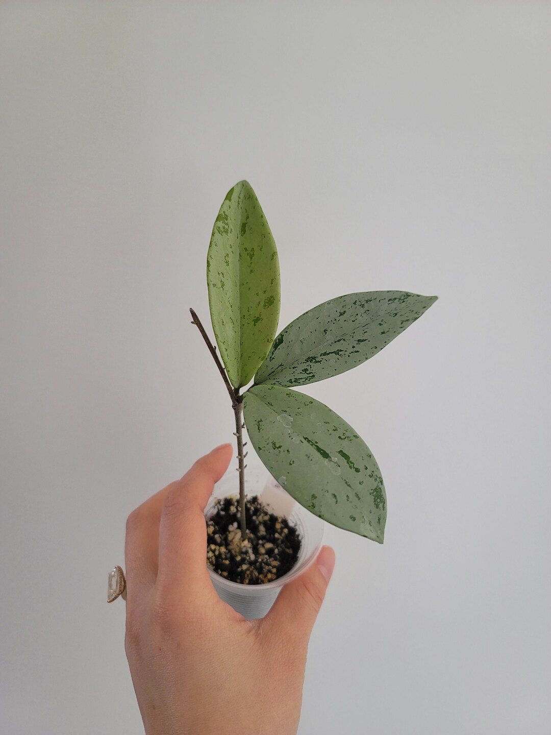 Hoya Pubicalyx 'pink Silver Ghost', Full Silver Hoya, Rooted Cutting, Rare Silver Hoya ...