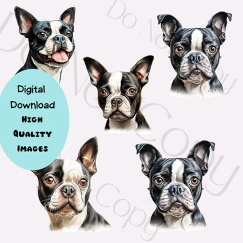 Dog Clip Art, Dog Portraits, Dog Breed Photos, Boston Terrier Dog Clip ...