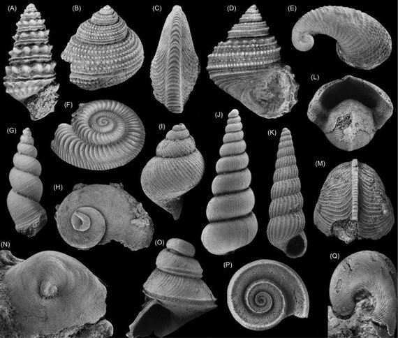 Gastropods Fossils