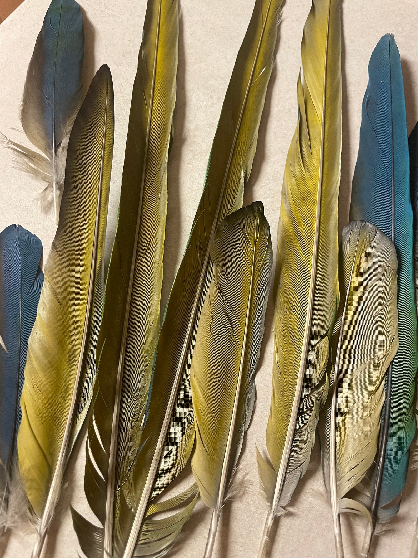 Macaw Feathers - Etsy