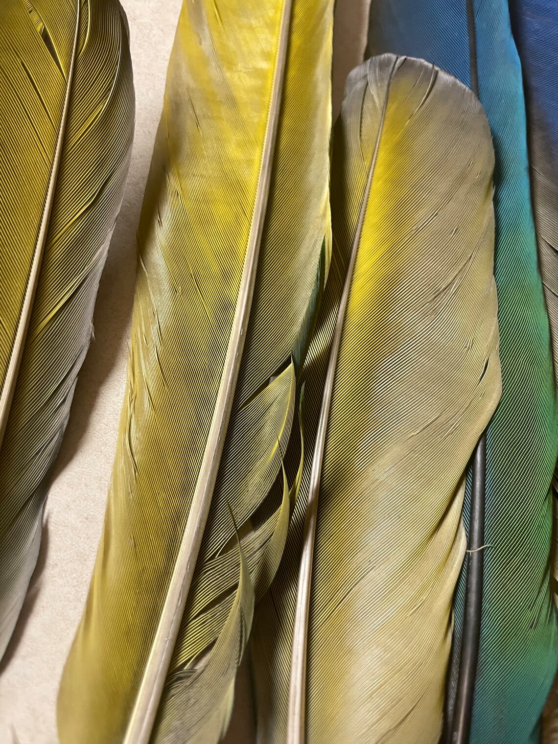 Macaw Feathers - Etsy