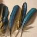 Macaw Feathers - Etsy