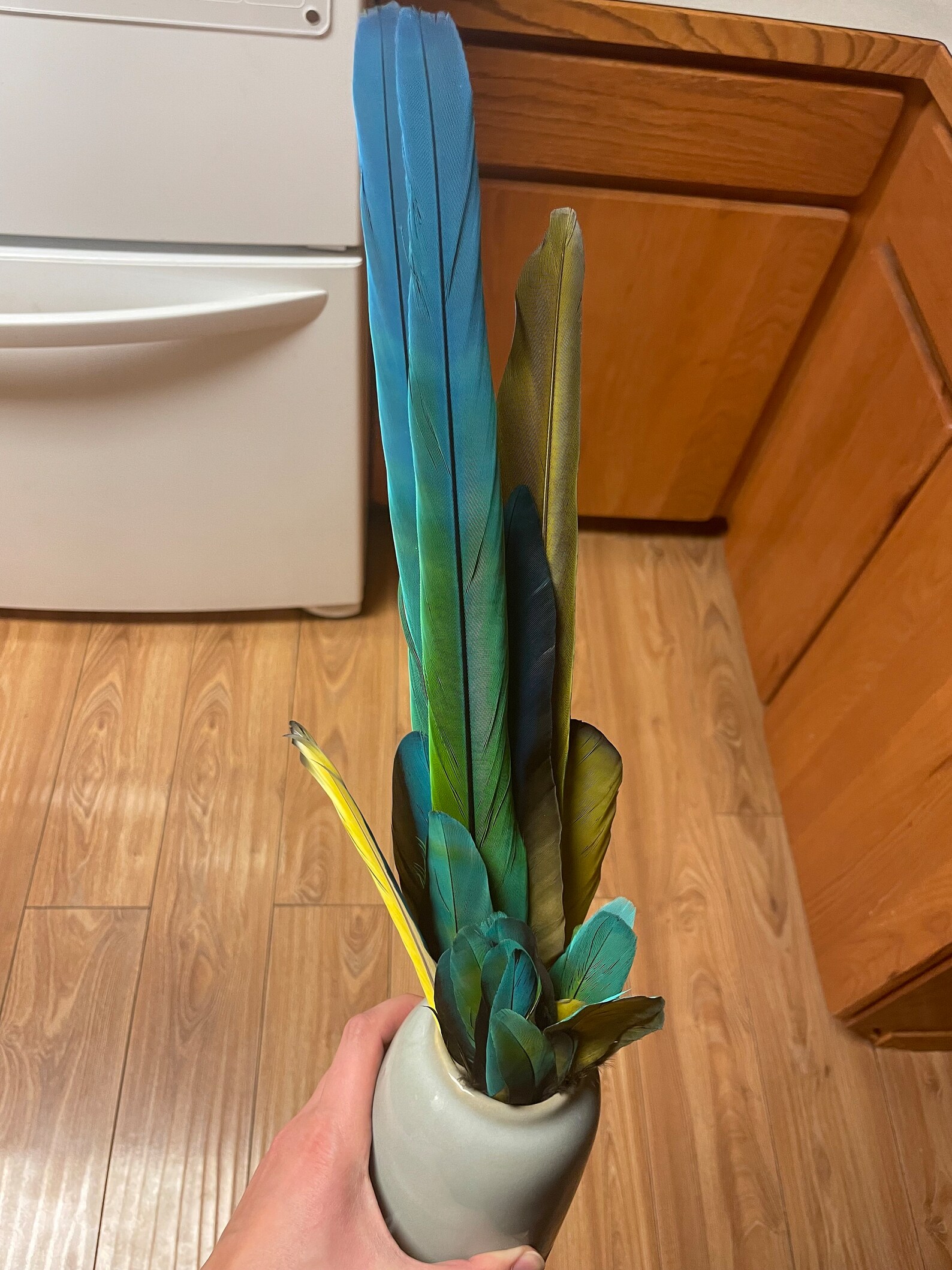 Macaw Feathers - Etsy