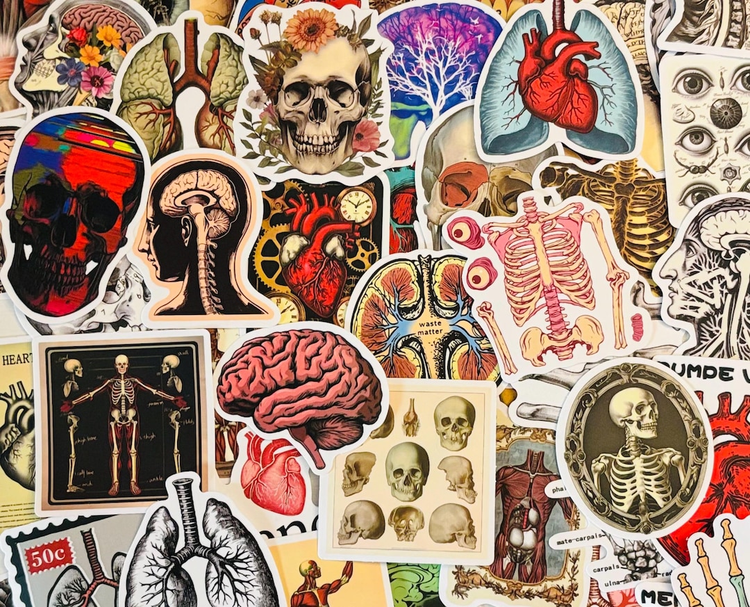 Anatomical Stickers, Medical Science Decals for Planners - Etsy