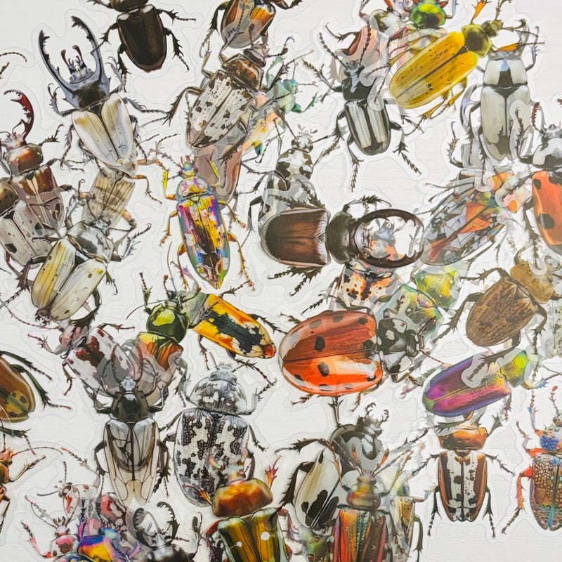 Cat Bug Stickers - Etsy