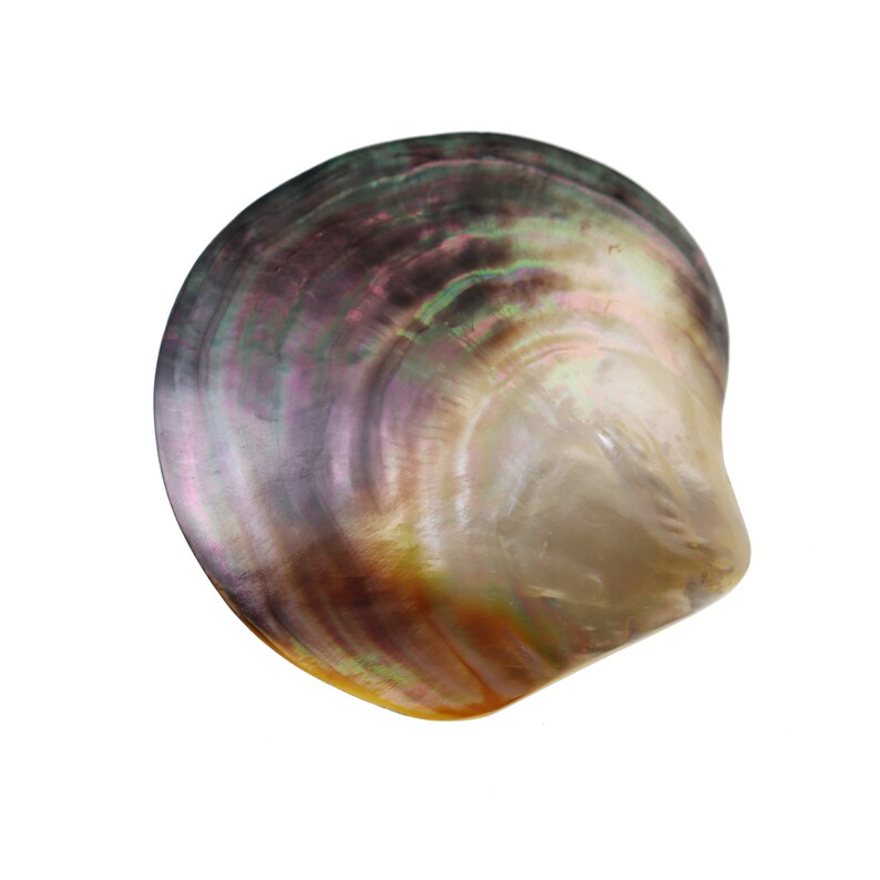 Hand Polished AAA Big Than 10cm Natural Tahitian Black Mother of Pearl ...