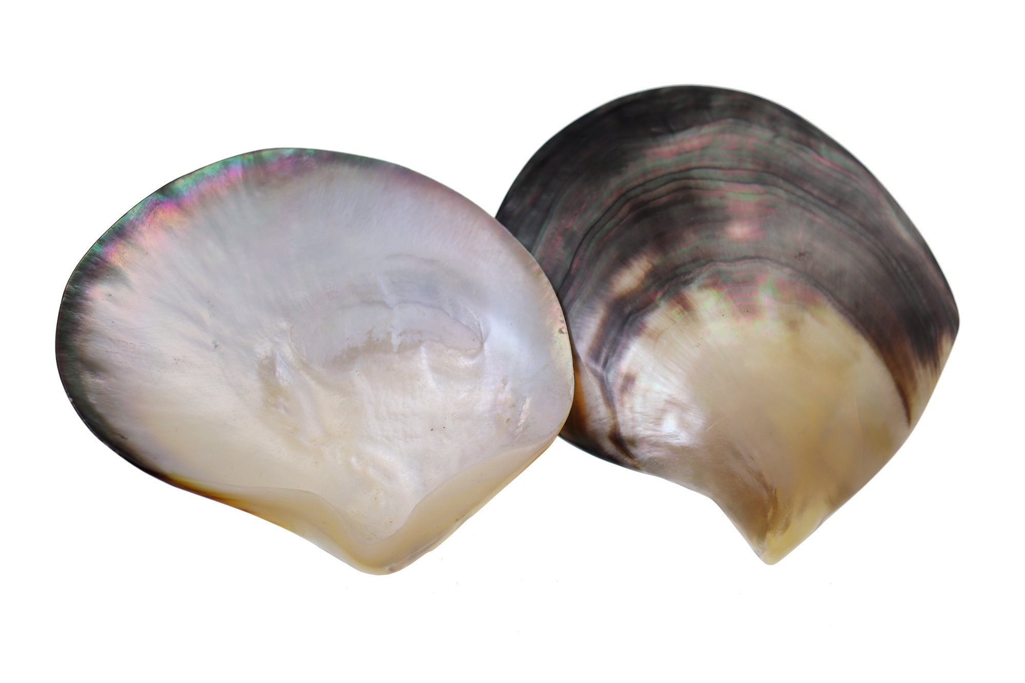 Hand Polished AAA Big Than 10cm Natural Tahitian Black Mother of Pearl ...