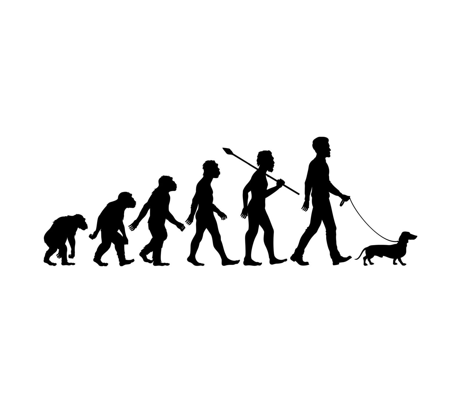 Evolution Svg, Dachshund Svg, Dog Walking Svg, Dachshund Clipart, Winer ...