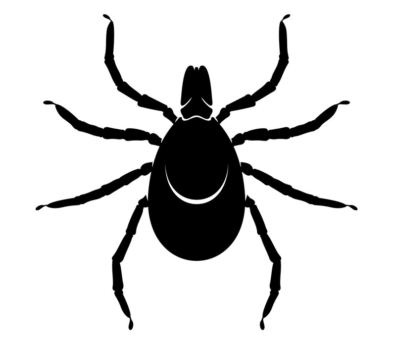 Tick Svg, Parasite, Parasitic Arachnid Svg, Png Eps Vector File - Etsy