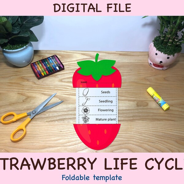 Strawberry Life Cycle - Etsy